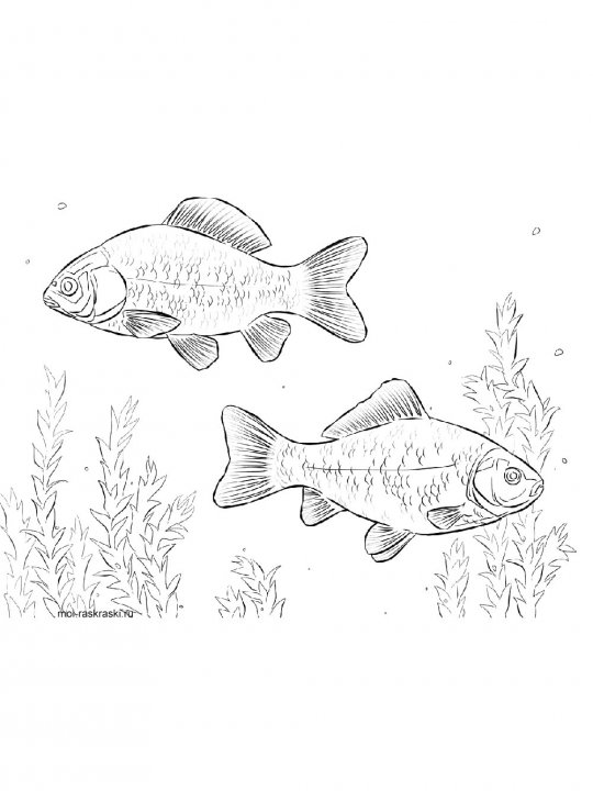 Раскраска рыба Карась - распечатать в формате А4