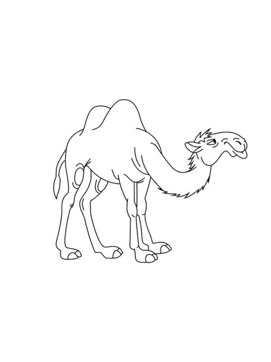 Раскраска Верблюд для детей - распечатать в формате А4